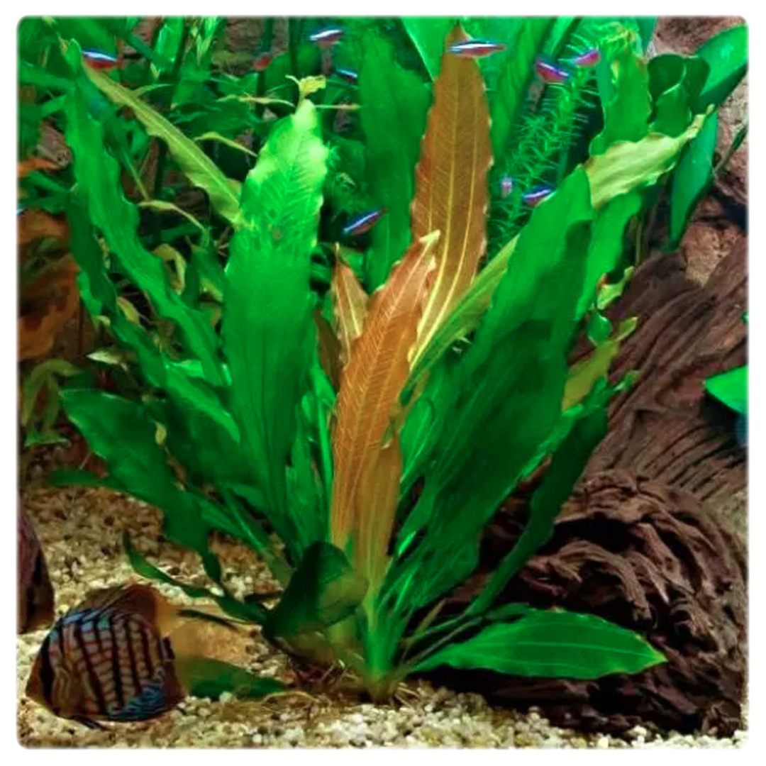 Echinodorus Osiris (Żabienica Ozyrysa) koszyk Sklep Akwarystyczny.EU